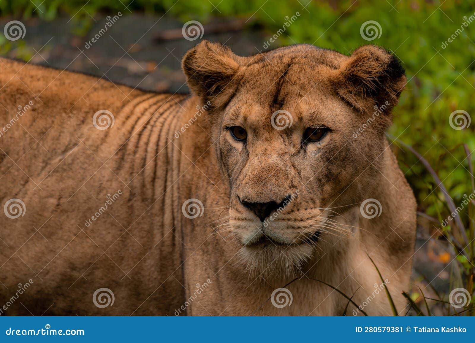 Head Portrait of a Lioness Looking at the Camera Stock Image - Image of ...
