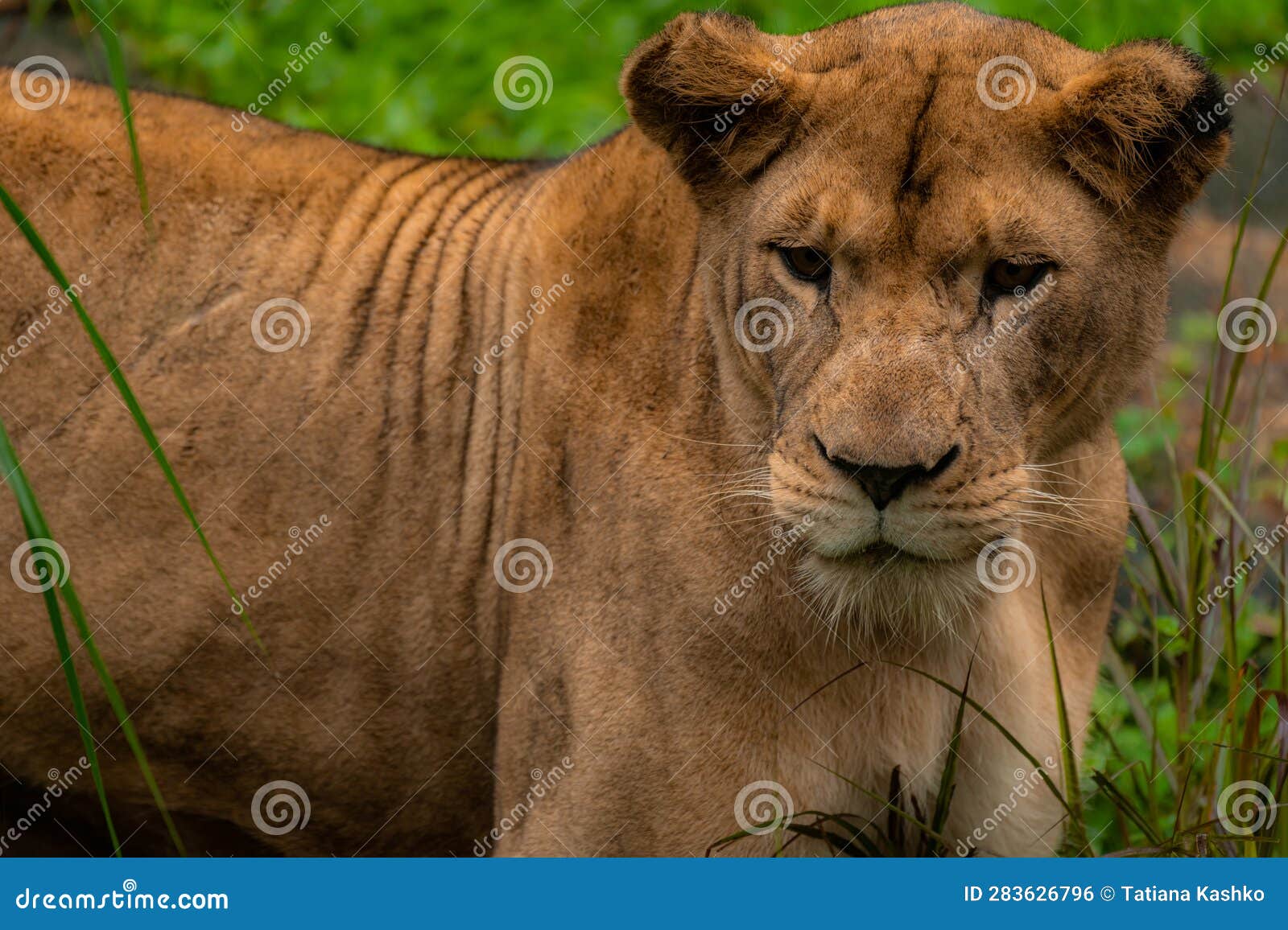 Head Portrait of a Lioness Looking at the Camera, Close Up with Copy ...