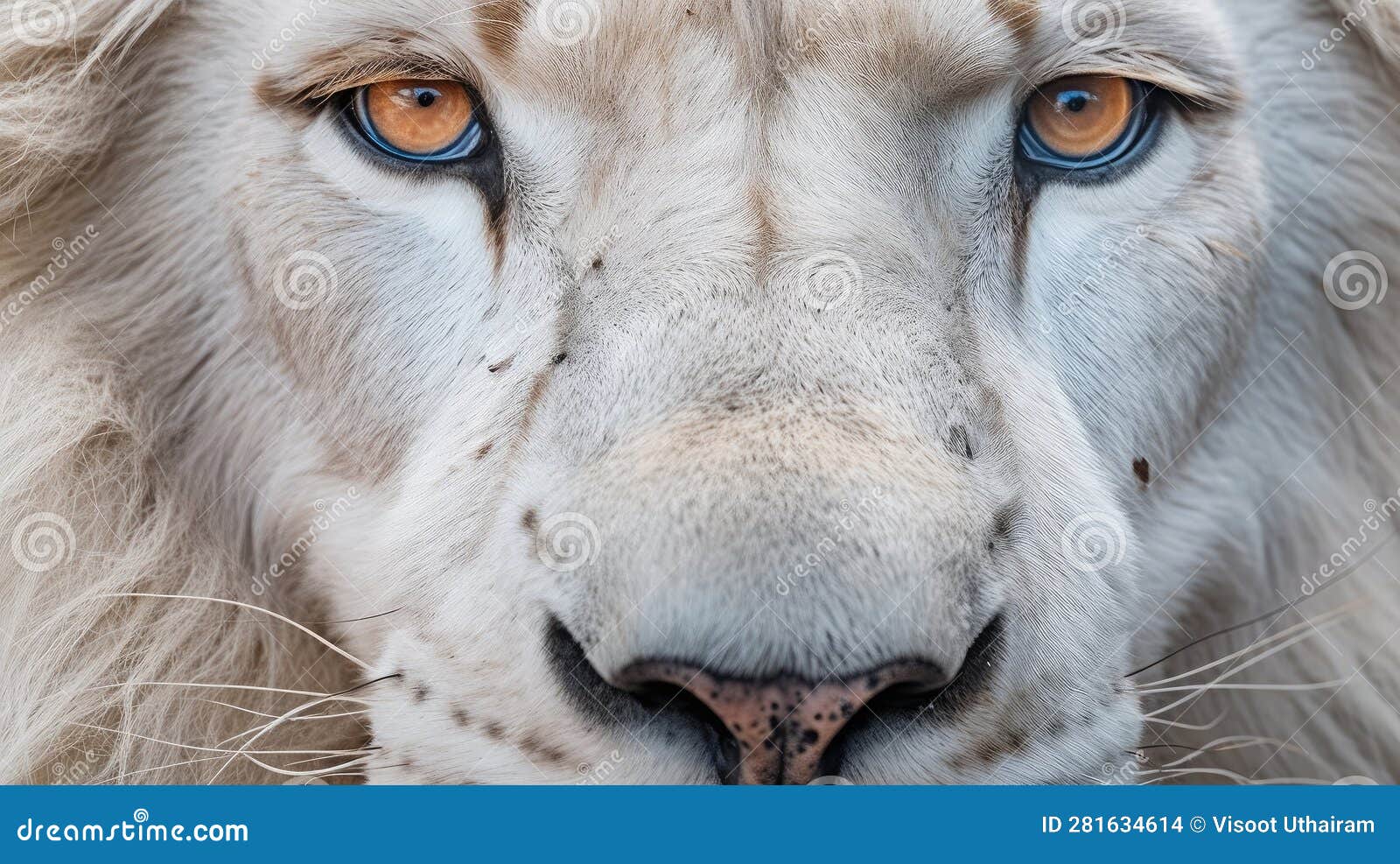 Head Portrait of Majestic White Lion Stock Illustration - Illustration ...