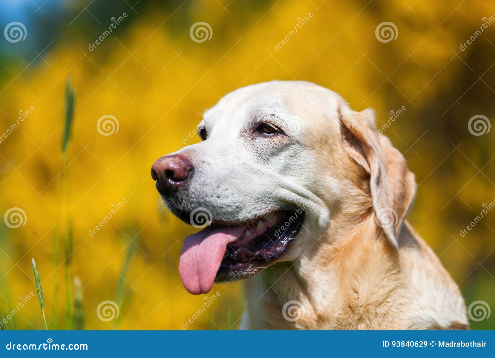 Head Portrait of an Old Labrador Retriever Stock Image - Image of rural ...