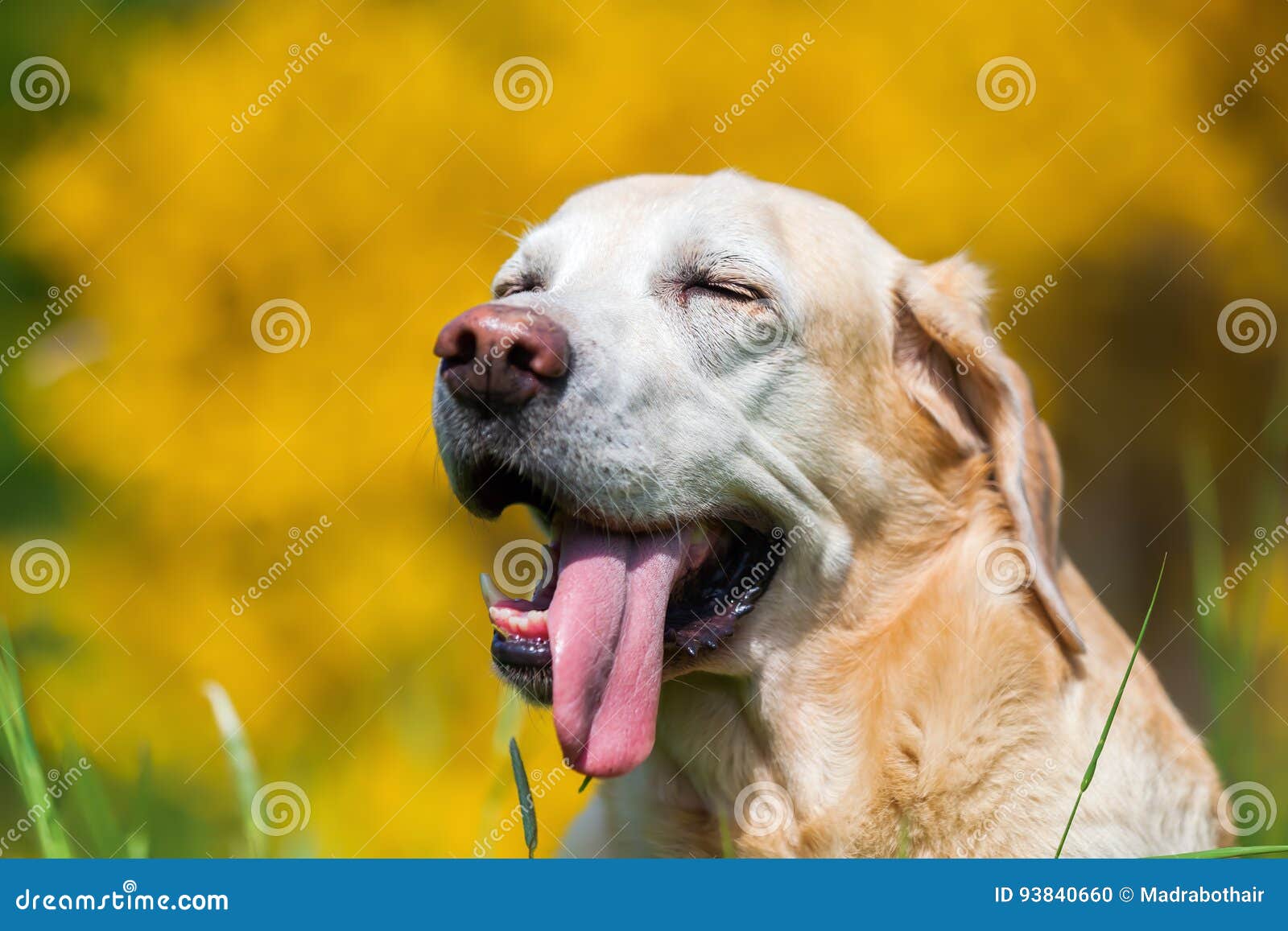 Head Portrait of an Old Labrador Retriever Stock Photo - Image of head ...