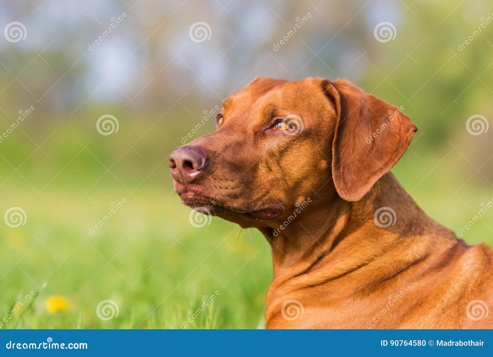Head Portrait of a Rhodesian Ridgeback Stock Photo - Image of meadow ...