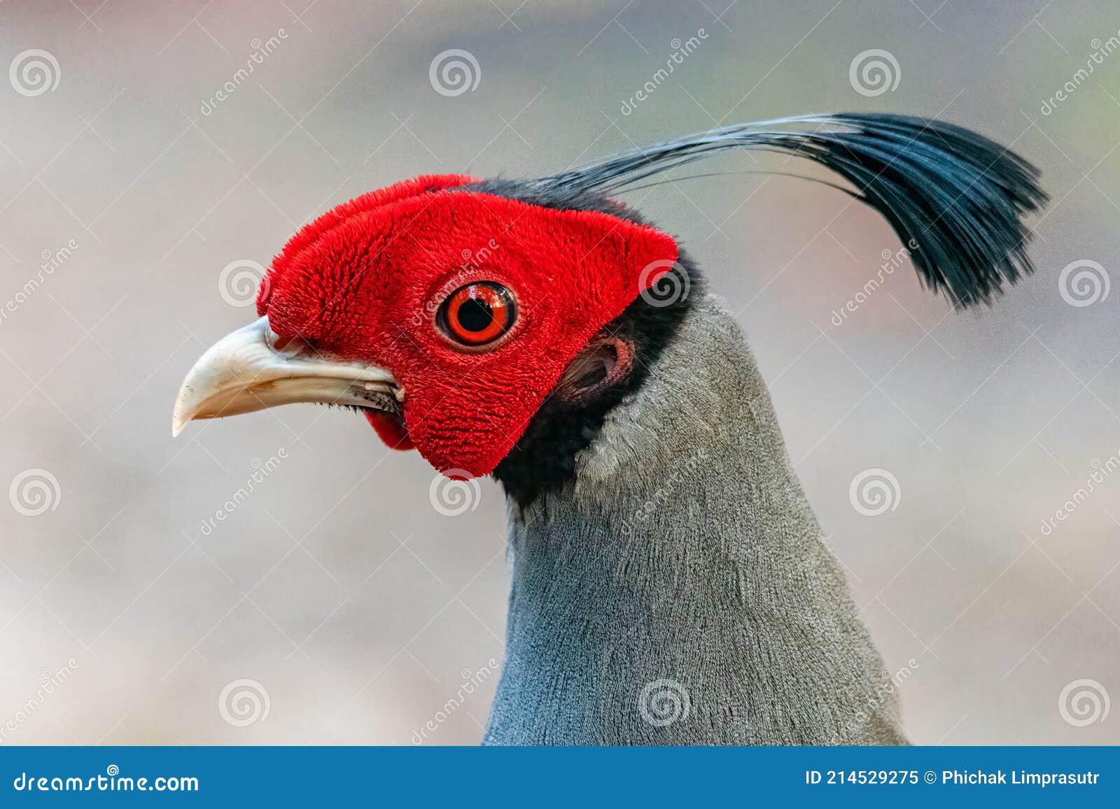 Head Portrait of Siamese Fireback Stock Image - Image of outdoor ...