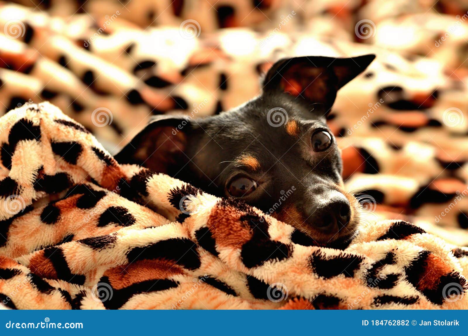 Head of a Prague Ratter Peeping Out from Under the Duvet in Bed. Stock ...