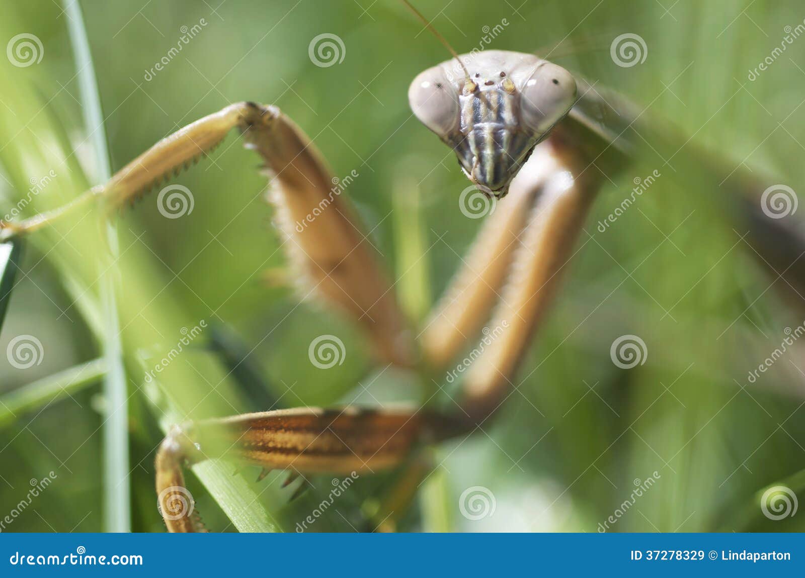 Head of Praying Mantis stock image. Image of legs, head - 37278329