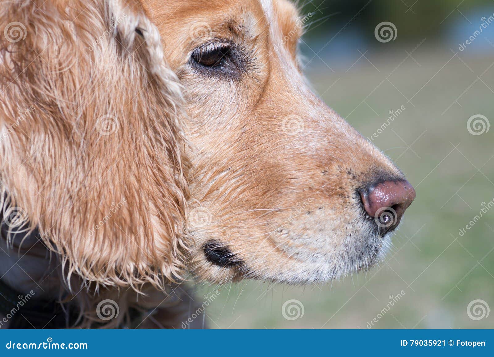 Head in Profile Purebred Cocker Spaniel. Stock Image - Image of friend ...