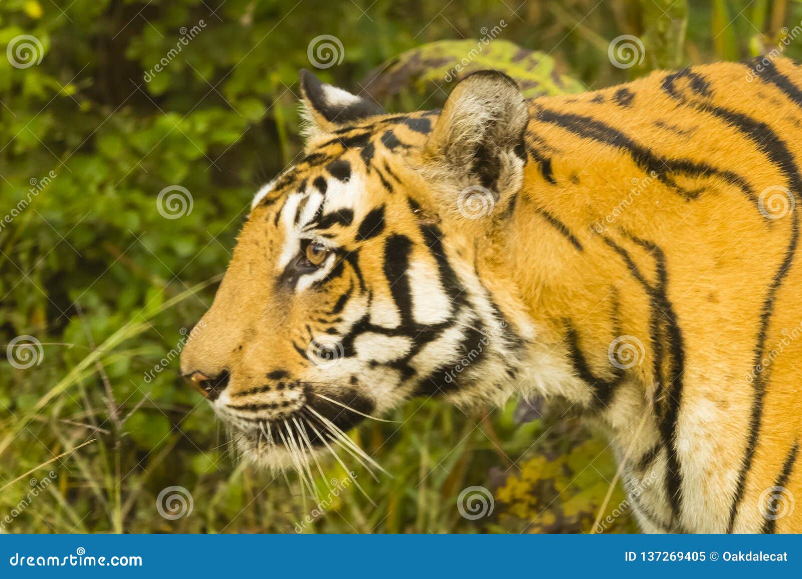 Head Profile of Wild Bengal Tiger Stock Image - Image of alert ...