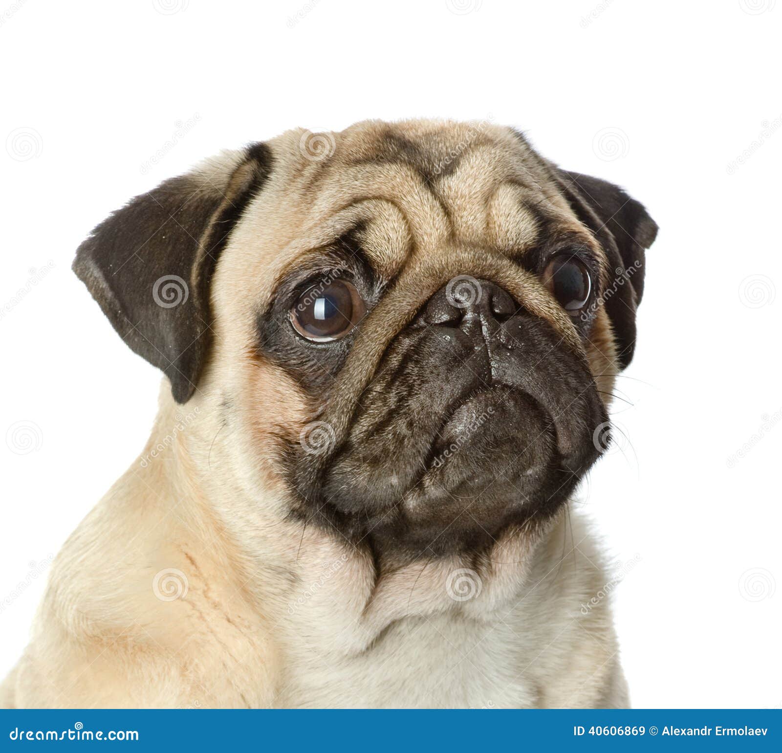 Head pug puppy closeup. stock image. Image of close, muzzle - 40606869