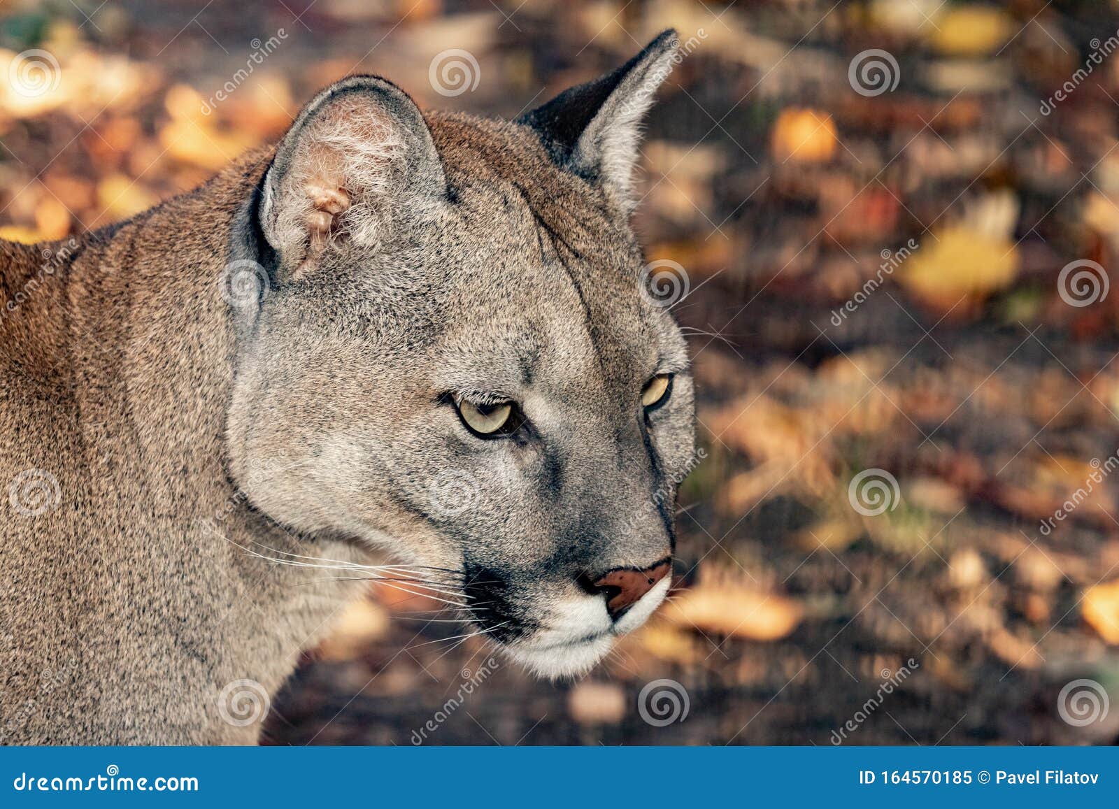 The Head of a Puma in Profile. Stock Image - Image of wildlife, animal ...