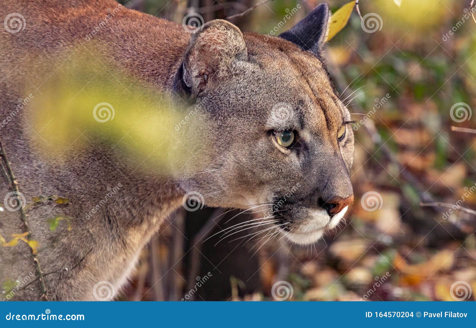 The Head of a Puma in Profile. Stock Photo - Image of wildlife, intense ...