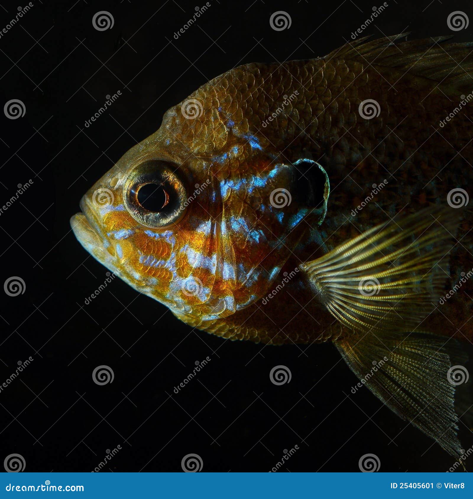 Sunfish Pumpkinseed Bream Lepomis Gibbosus - Colorful Freshwater Fish ...