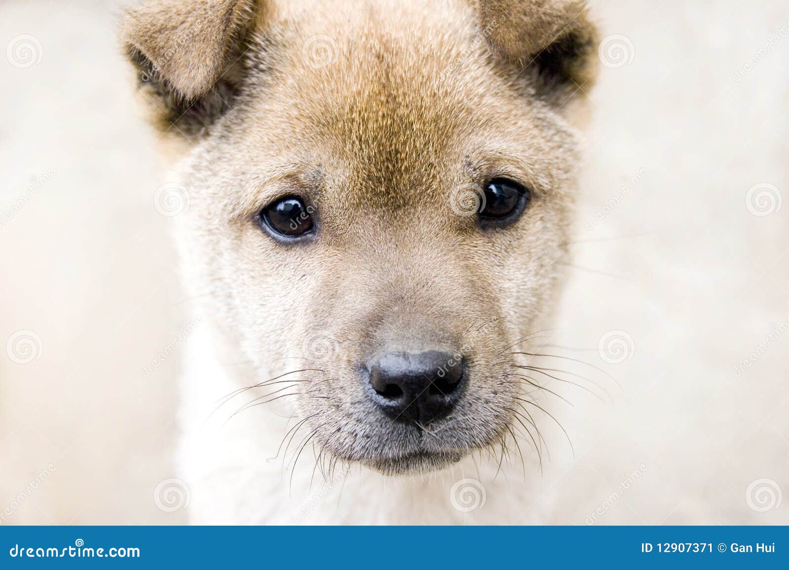 Head of puppy stock image. Image of brown, cute, beard - 12907371