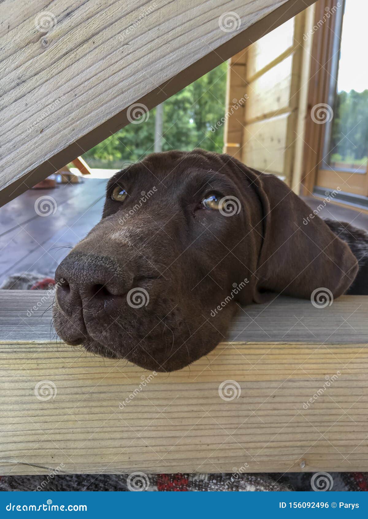 Head of Puppy Dog Breed German Shorthaired Pointer Stock Photo - Image ...