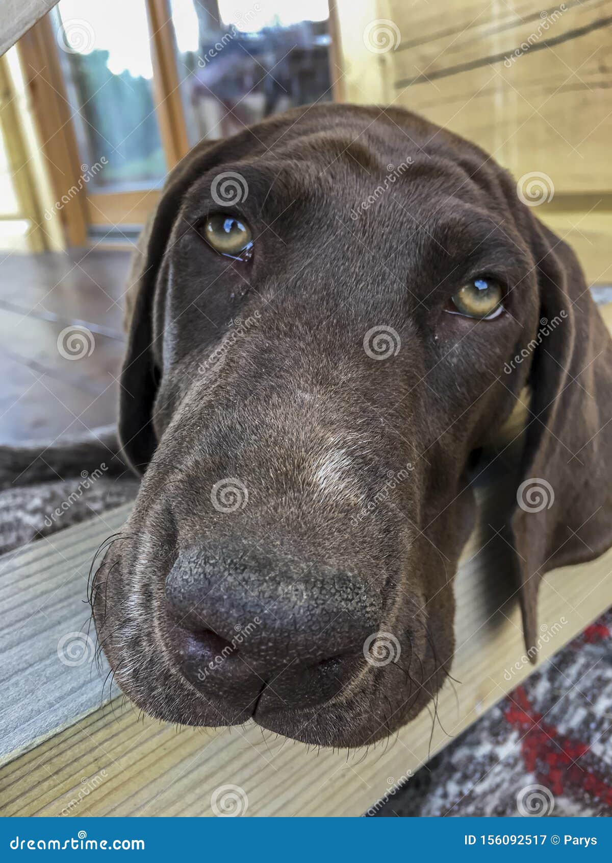 Head of Puppy Dog Breed German Shorthaired Pointer Stock Image - Image ...