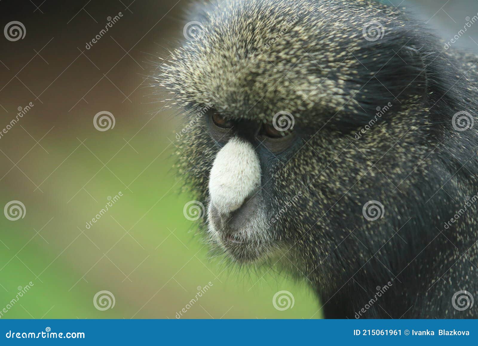 Head of putty-nosed monkey stock image. Image of nictitans - 215061961
