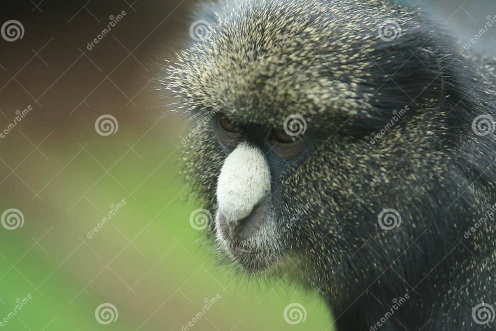 Head of putty-nosed monkey stock image. Image of nictitans - 215061961
