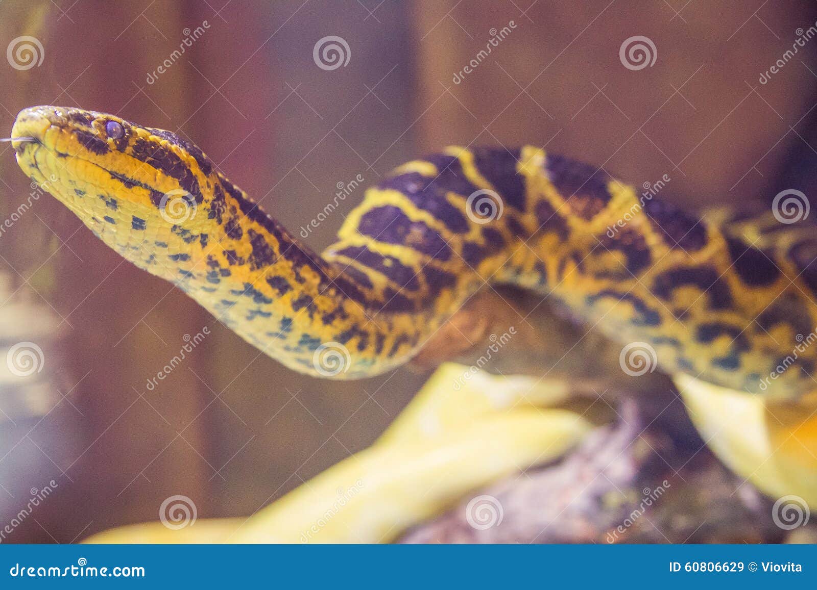 Head of python stock image. Image of pattern, viper, wildlife - 60806629