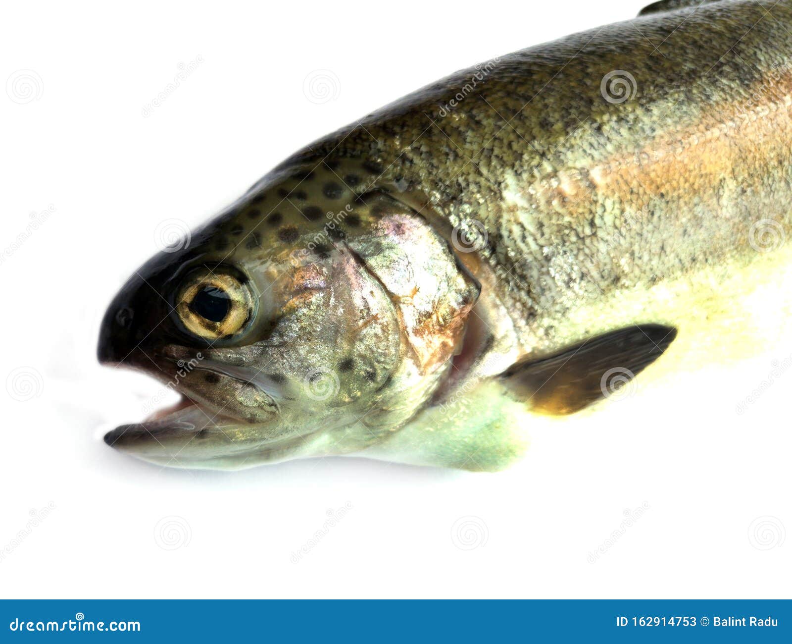 Head of rainbow trout fish stock image. Image of gourmet - 162914753