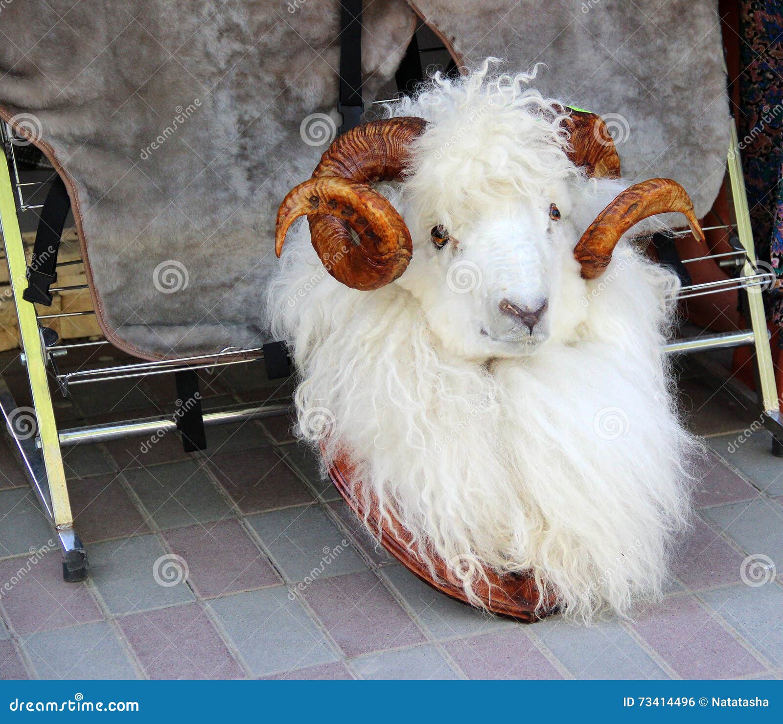 The head of the ram stock photo. Image of warm, head - 73414496
