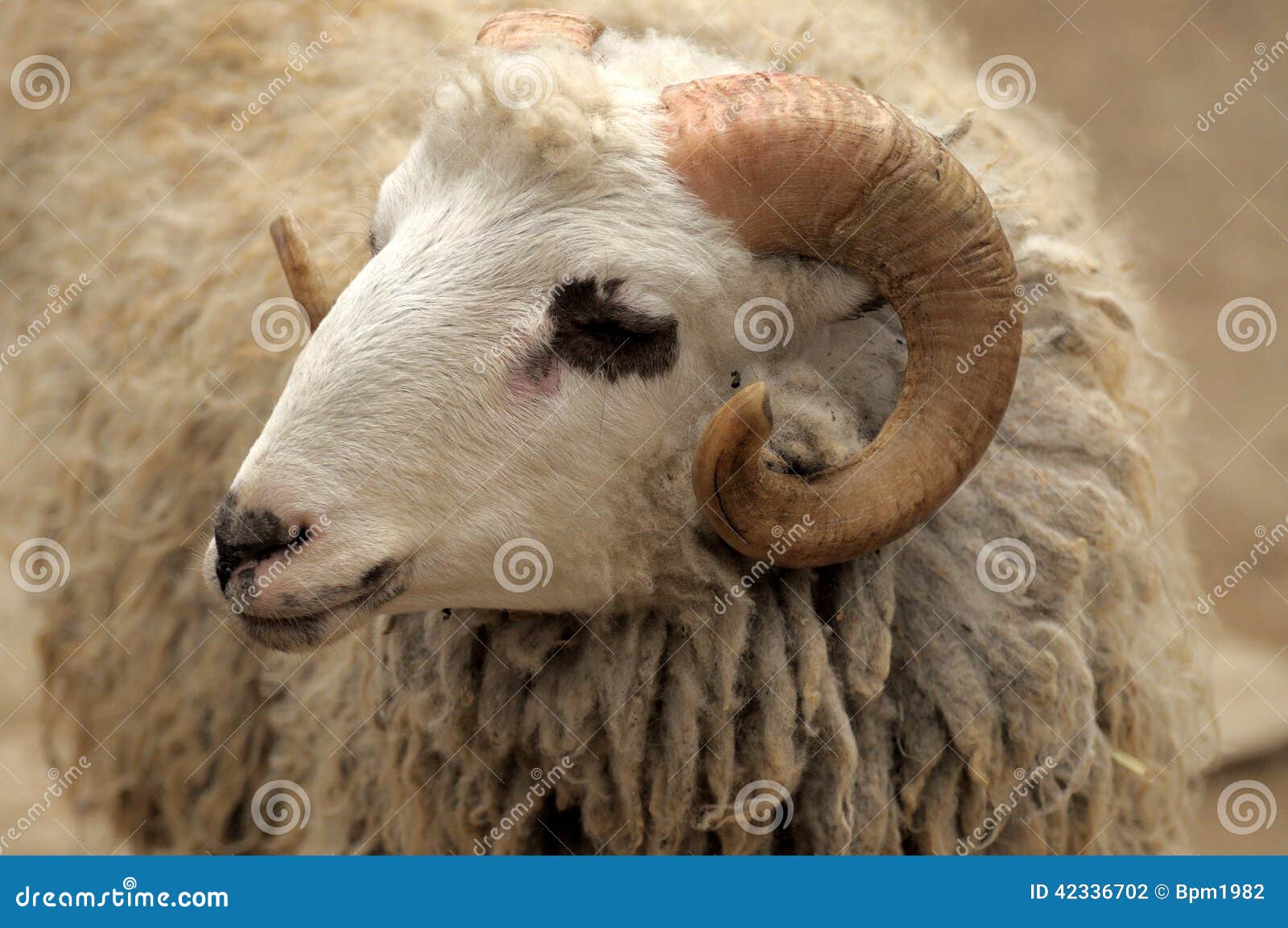 The head of a ram. stock photo. Image of sheep, wildlife - 42336702