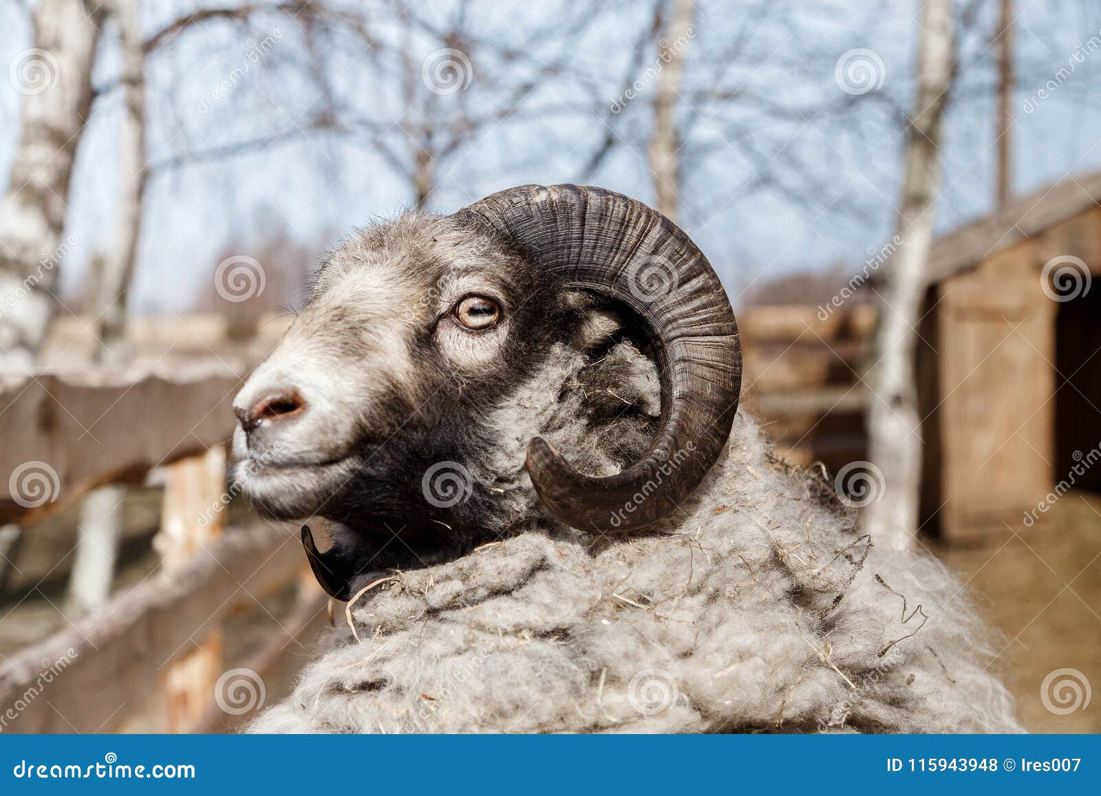 Head of ram stock photo. Image of wool, rural, tree - 115943948