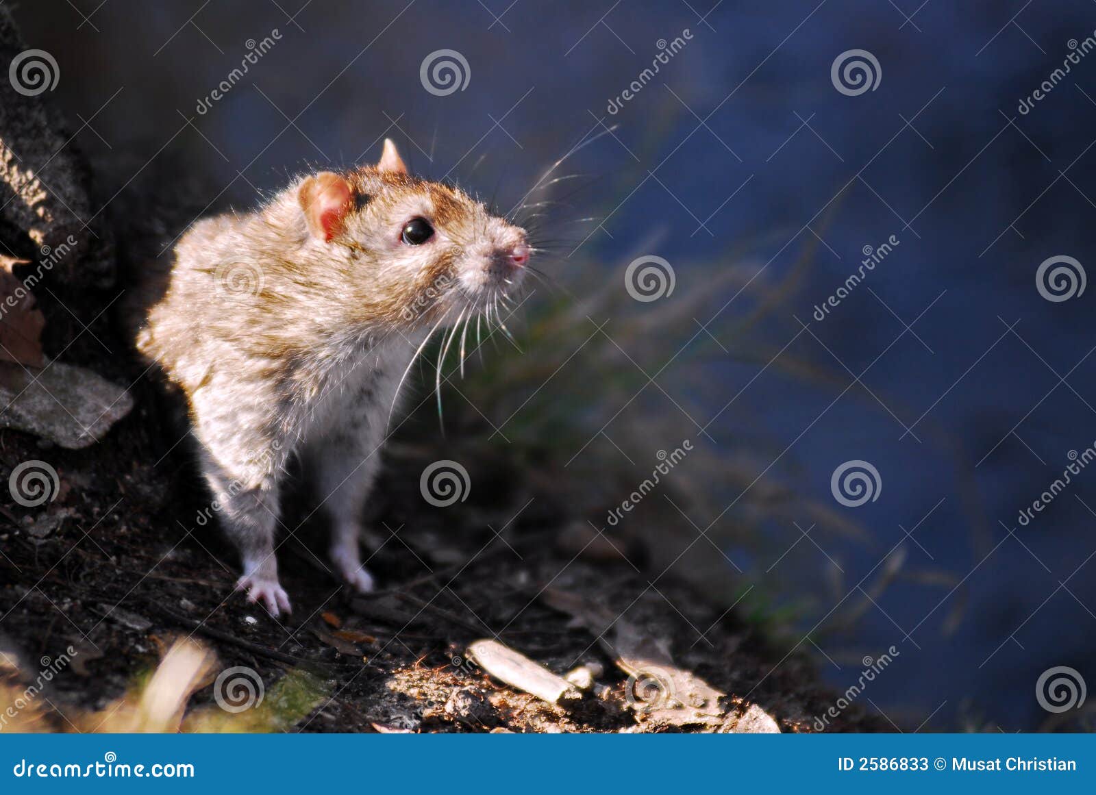 Head of a rat stock image. Image of plague, profile, head - 2586833