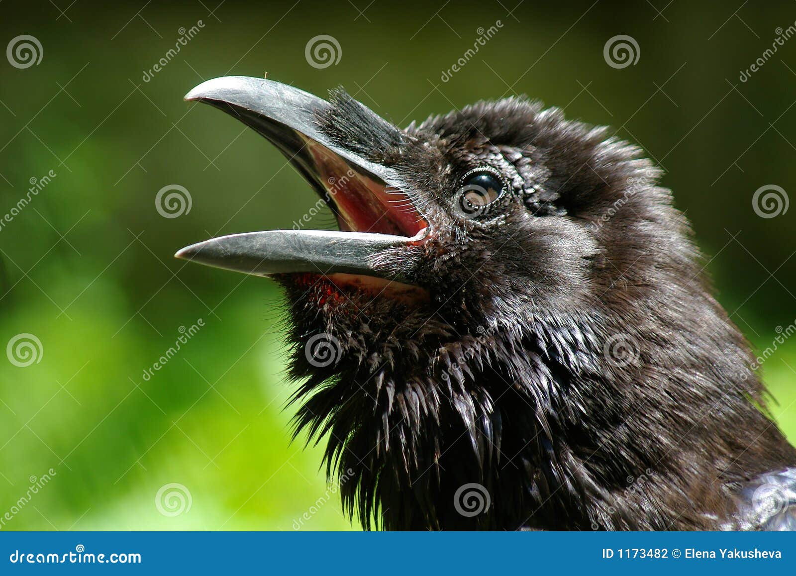 Head of raven stock photo. Image of crow, raven, feather - 1173482