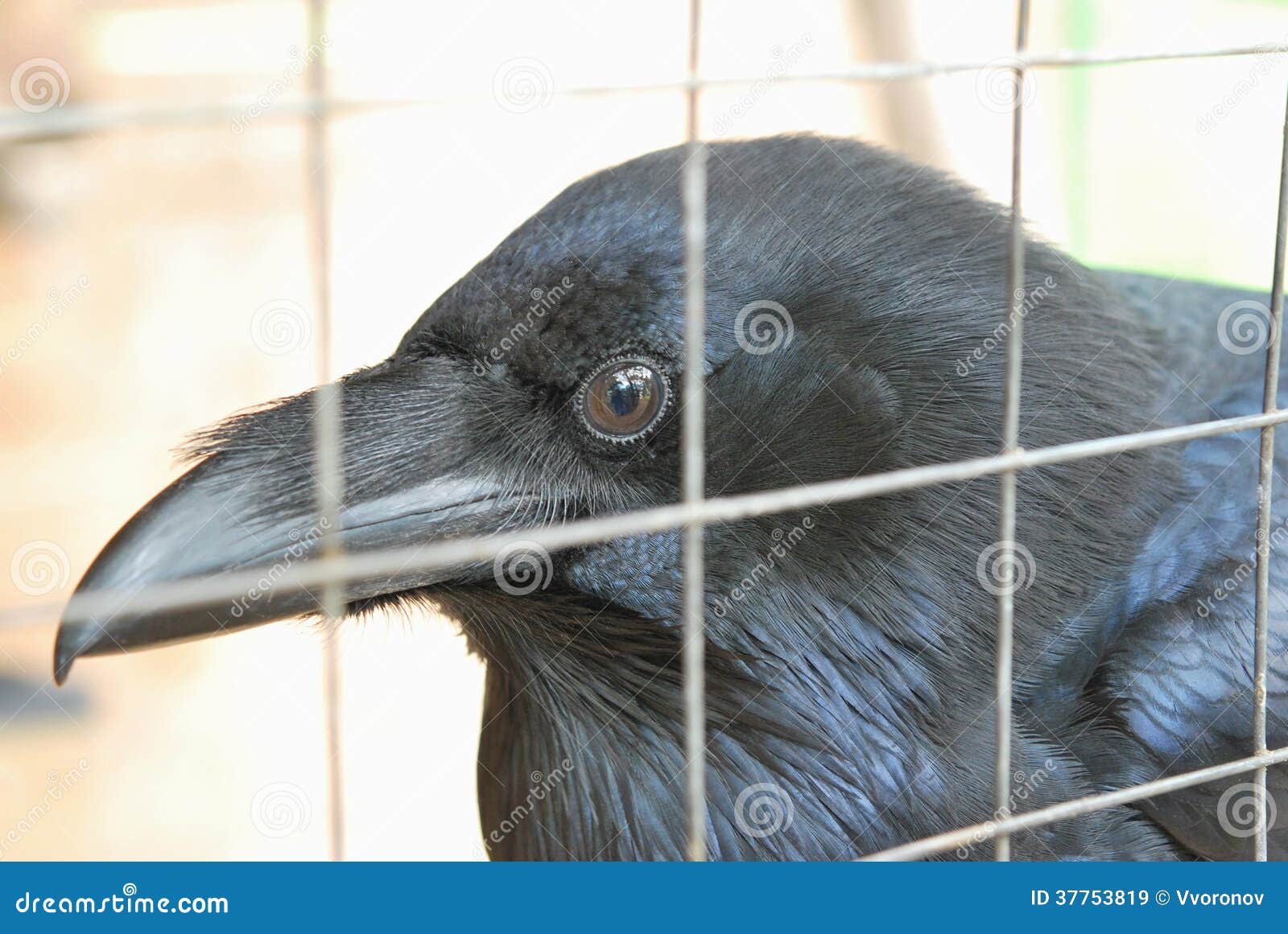 Head of Raven stock image. Image of animal, blue, ravenblack - 37753819