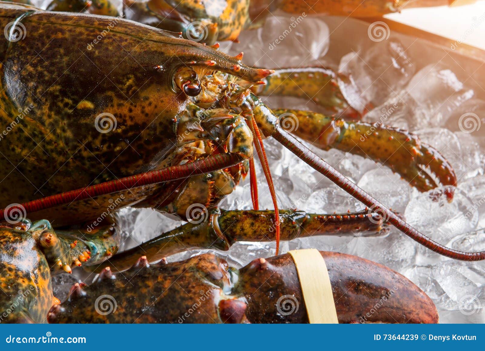 Head of raw lobster. stock image. Image of fresh, crustacean - 73644239