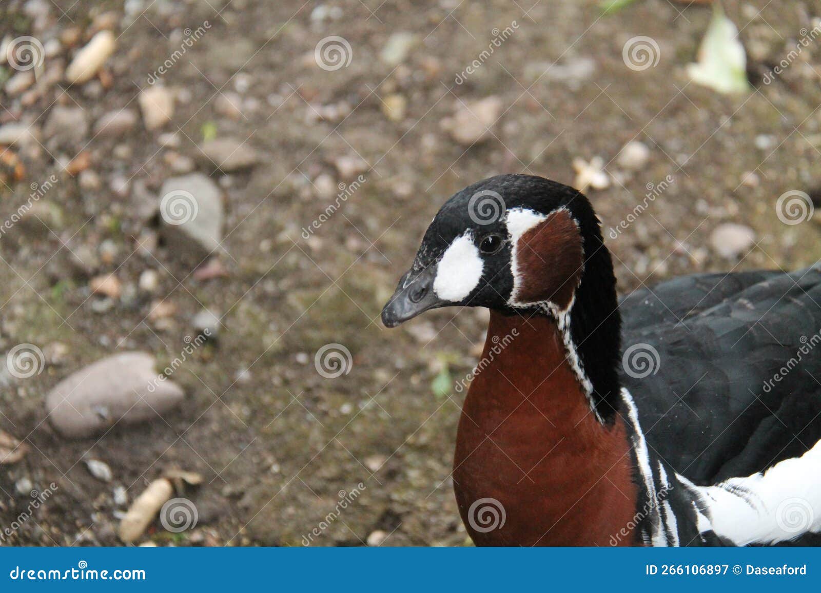 Red Breasted Goose Bird. stock image. Image of people - 266106897