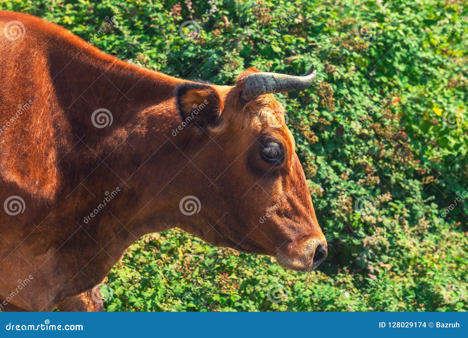 Head of a red cow stock photo. Image of domestic, farm - 128029174