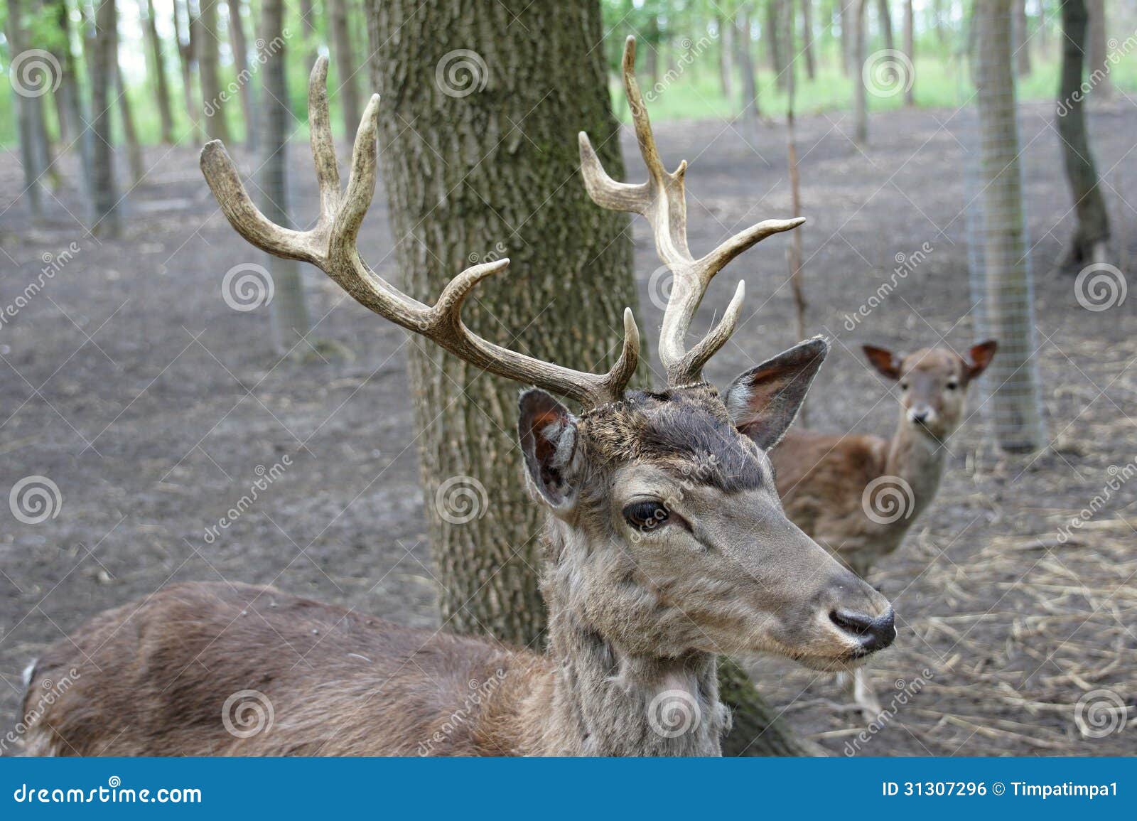 Head of red deer stock photo. Image of animals, deer - 31307296