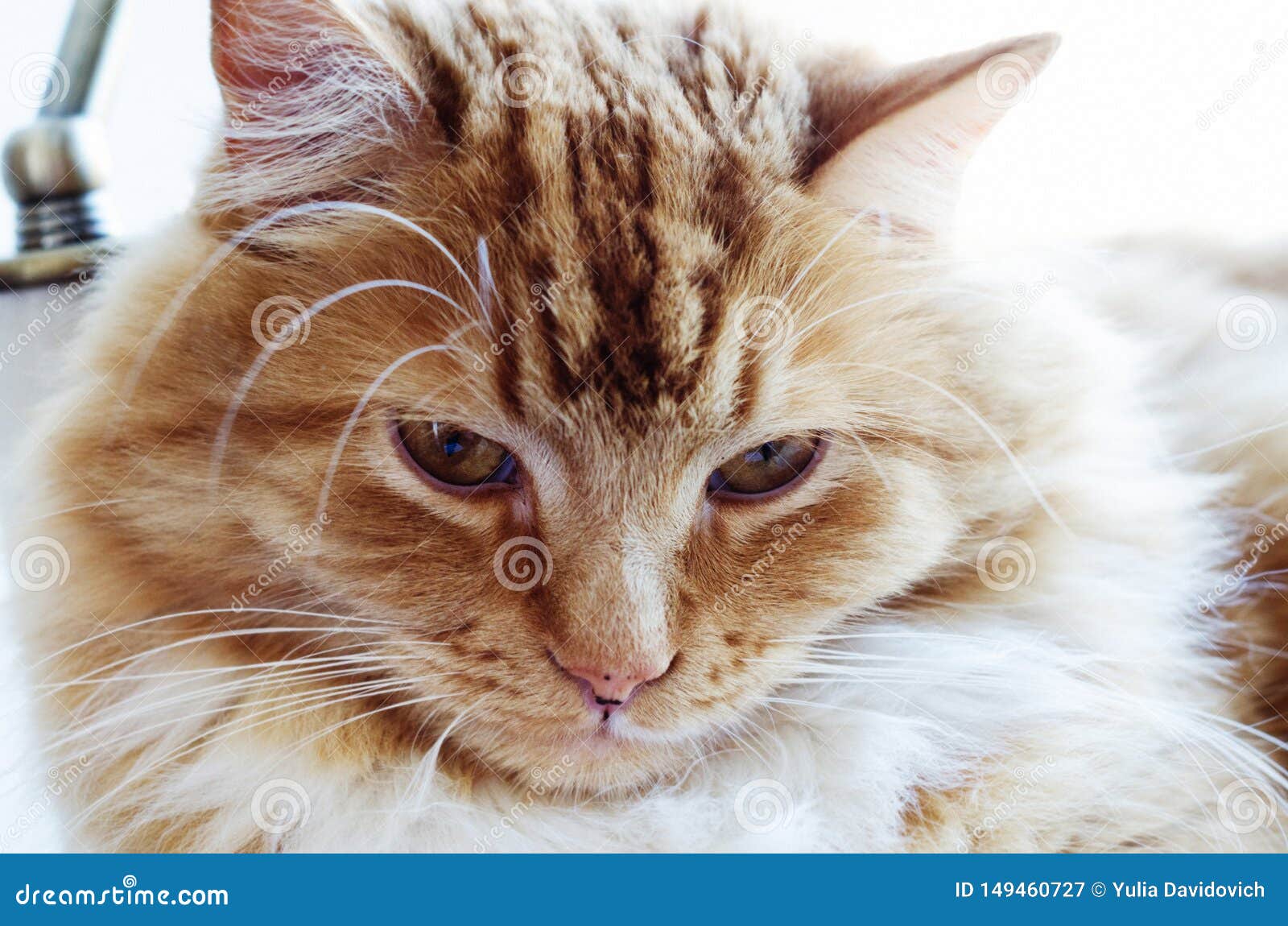 Head of a Red Fluffy Cat Close-up Stock Image - Image of mammal ...