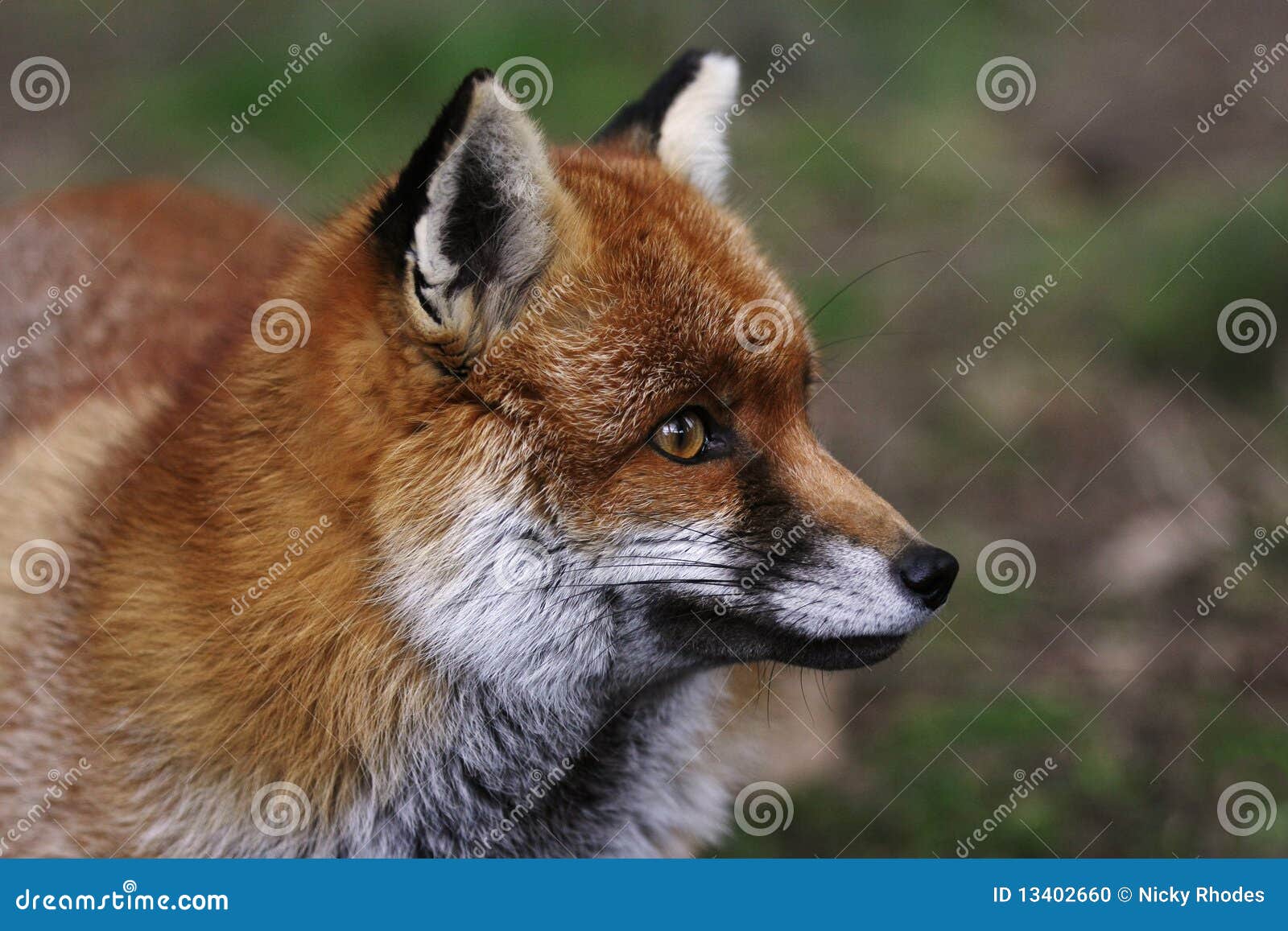 Head of a Red Fox stock photo. Image of hunter, wildlife - 13402660