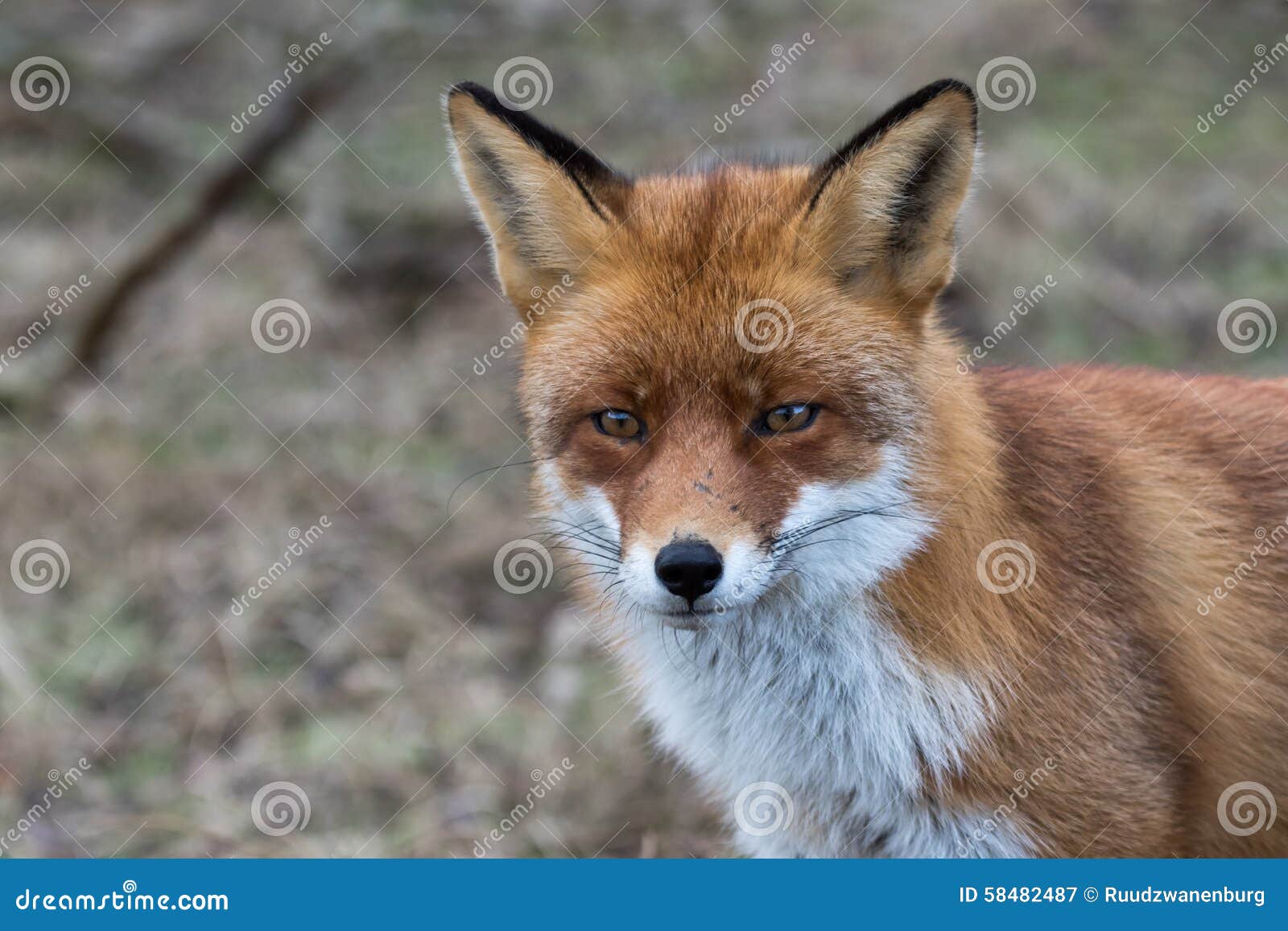 Head of Red Fox. stock image. Image of close, wildlife - 58482487