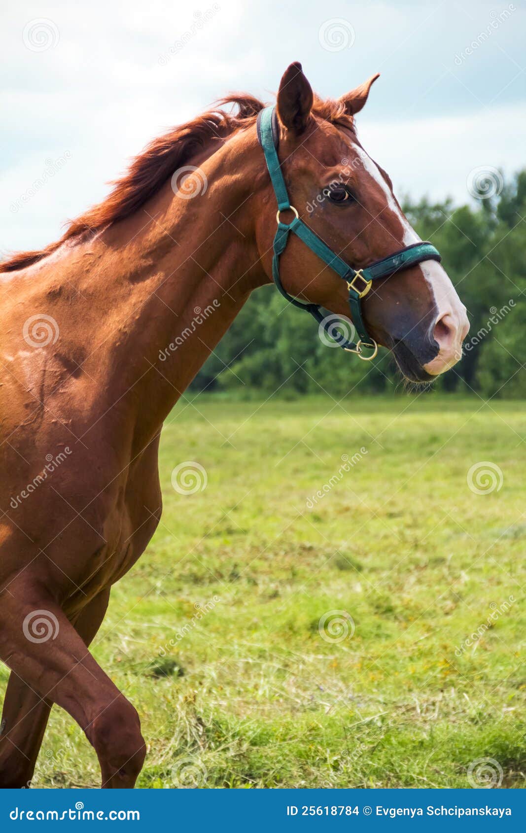 Head of red horse stock photo. Image of field, outdoor - 25618784