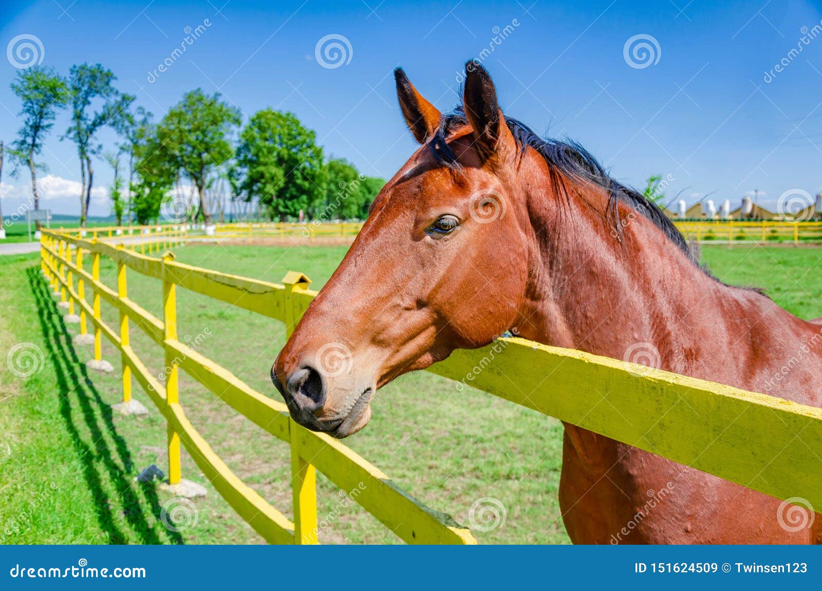 Head of a Red Horse Against a Yellow Hedge Stock Image - Image of ...