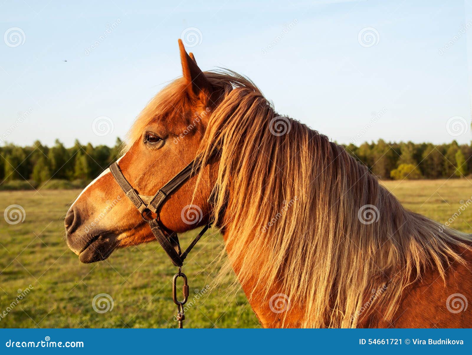 Head red horse at sunset stock image. Image of meadow - 54661721