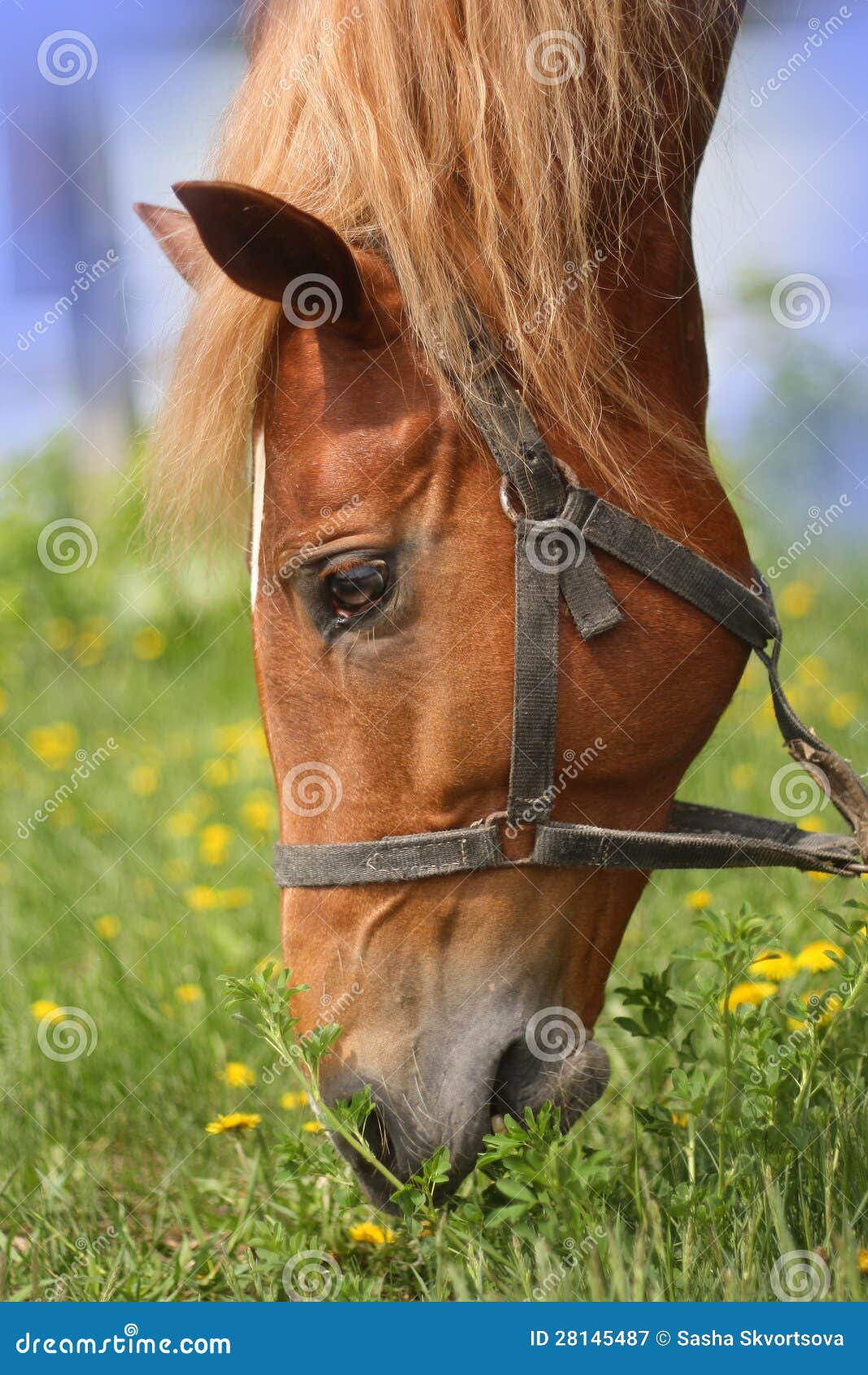 Head red horses stock image. Image of summer, harness - 28145487