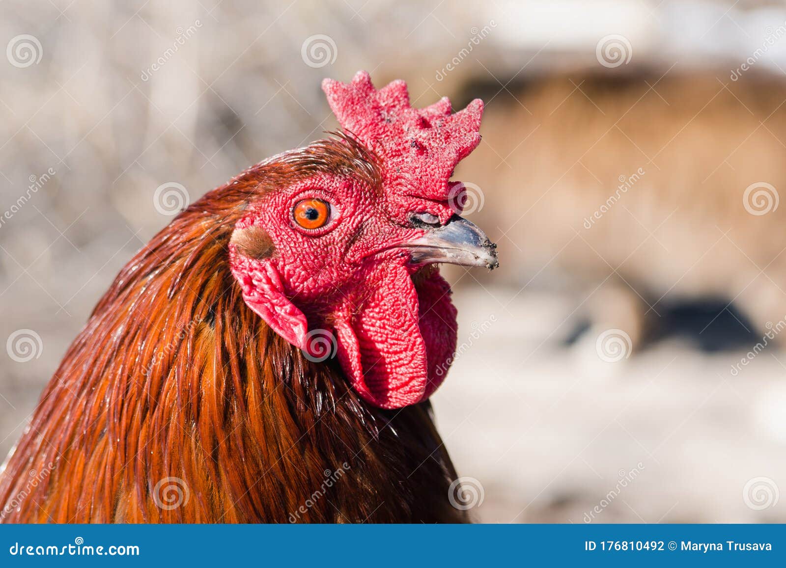 The Head of a Red Rooster with a Comb Close Up Stock Photo - Image of ...