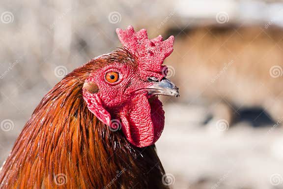 The Head of a Red Rooster with a Comb Close Up Stock Photo - Image of ...