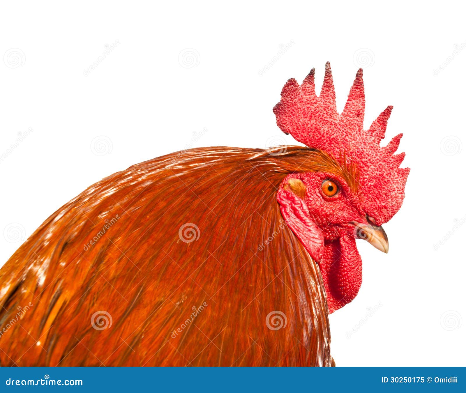 Rooster stock image. Image of alone, farming, fertility - 30250175