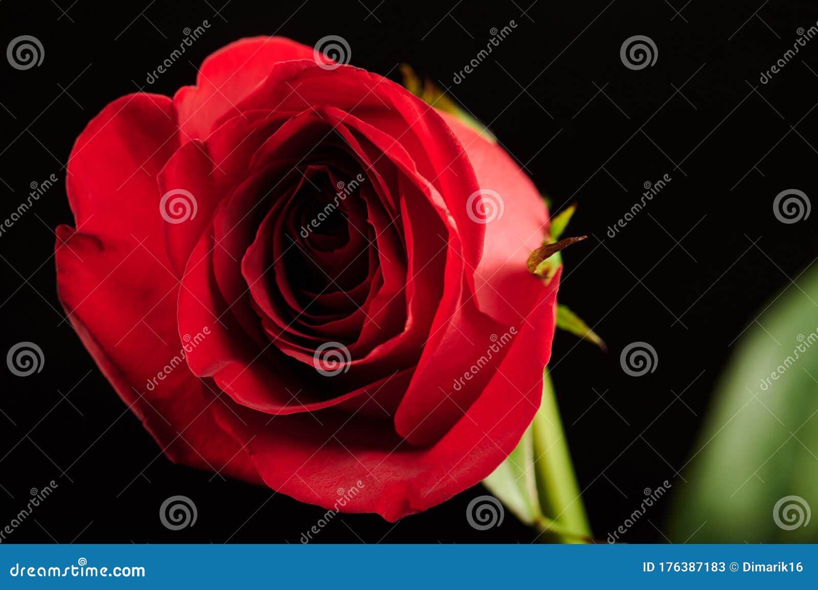 Head of red rose stock image. Image of petals, closeup - 176387183