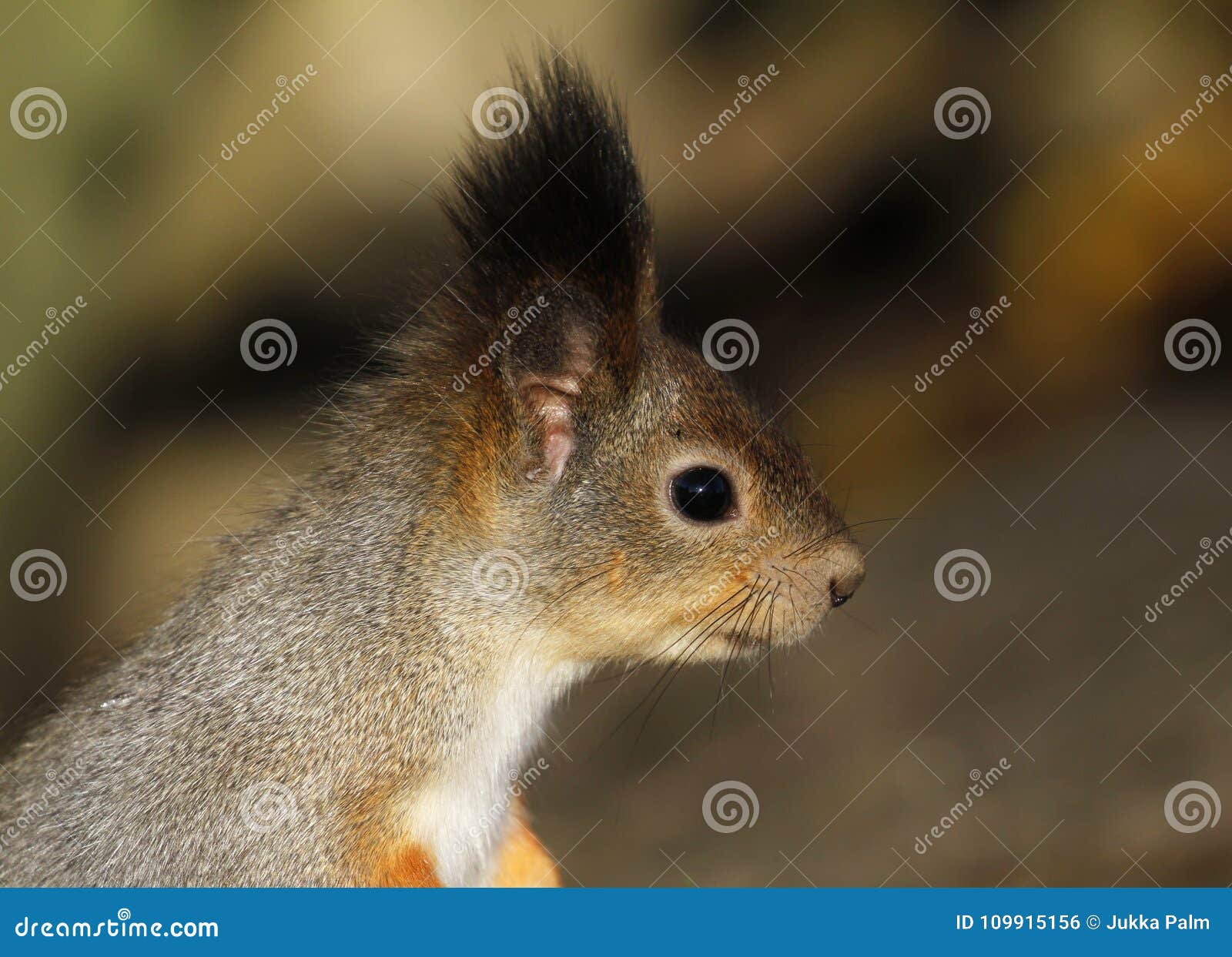 Head of the Red Squirrel Sciurus Vulgaris. Stock Photo - Image of ...