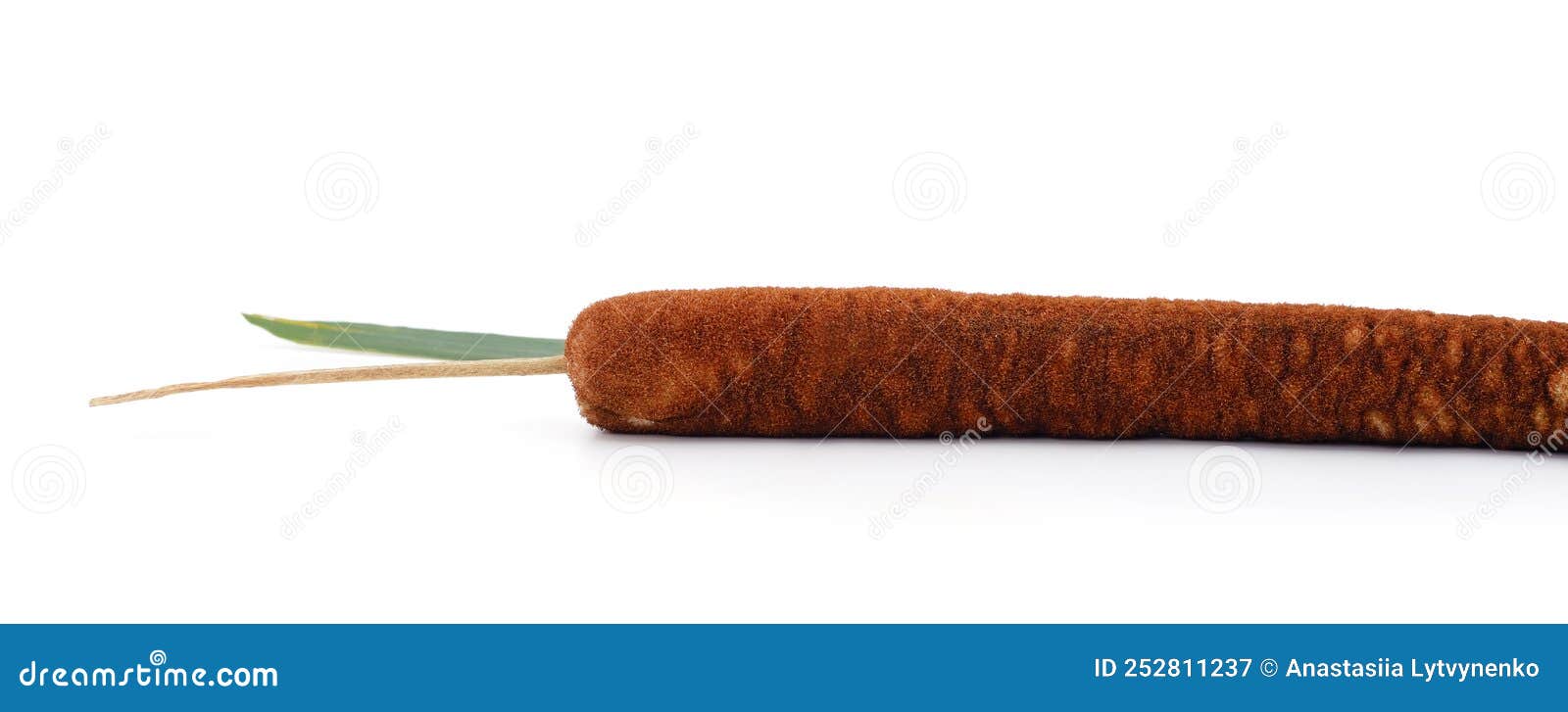 Head of reed stock image. Image of autumn, background - 252811237