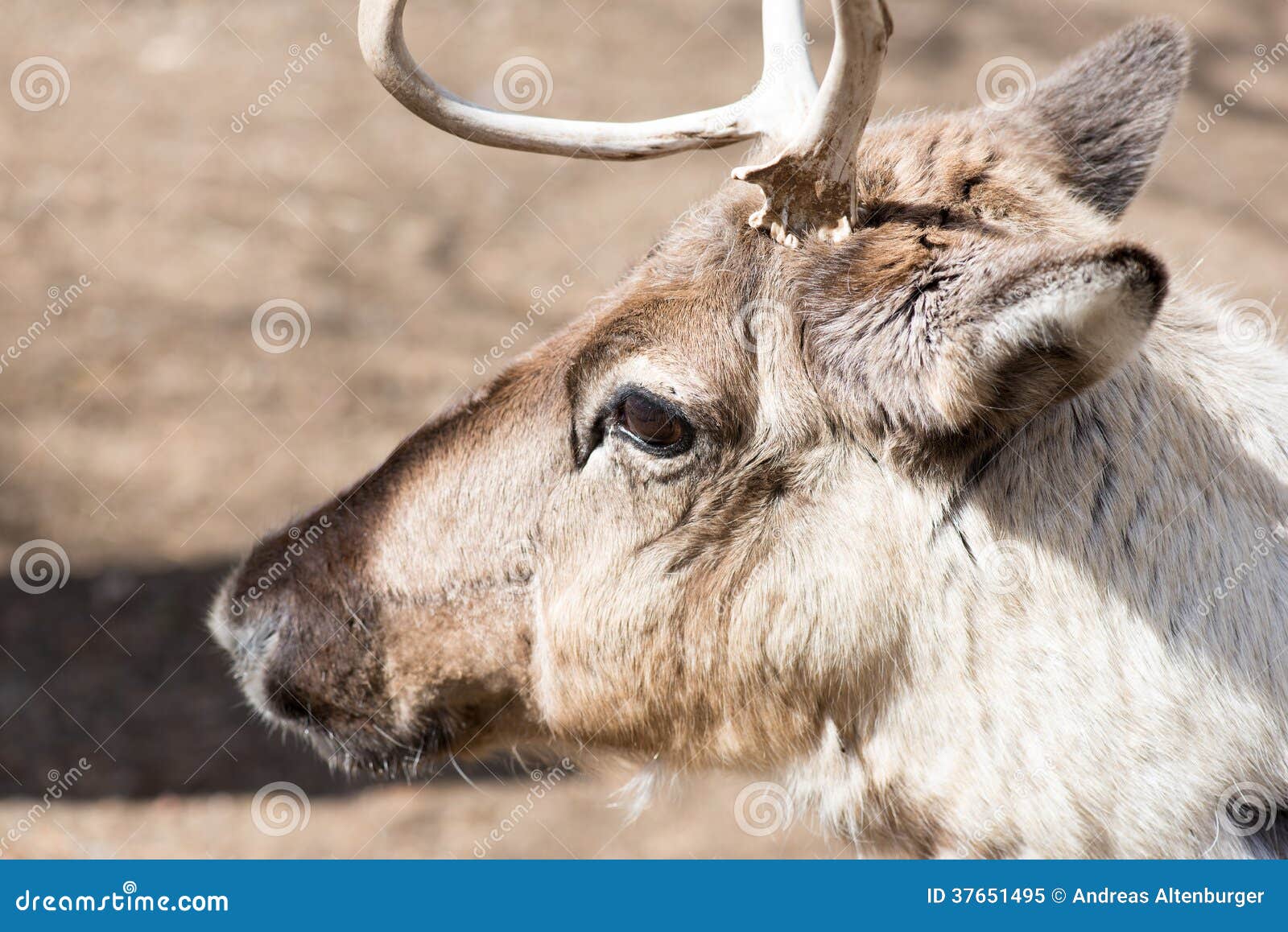 Head of a Reindeer, Rangifer Tarandus Stock Image - Image of macro ...