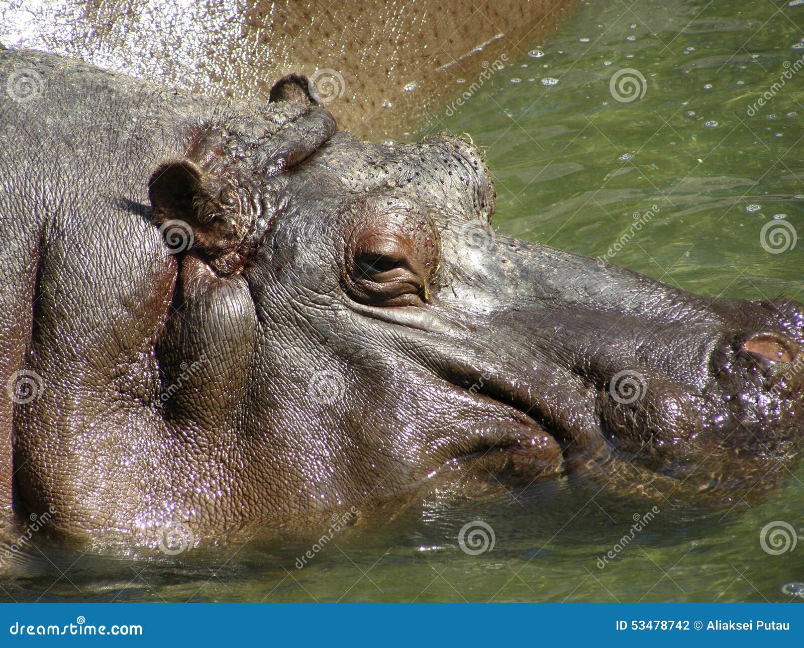 Head of resting hippo stock photo. Image of relax, rest - 53478742