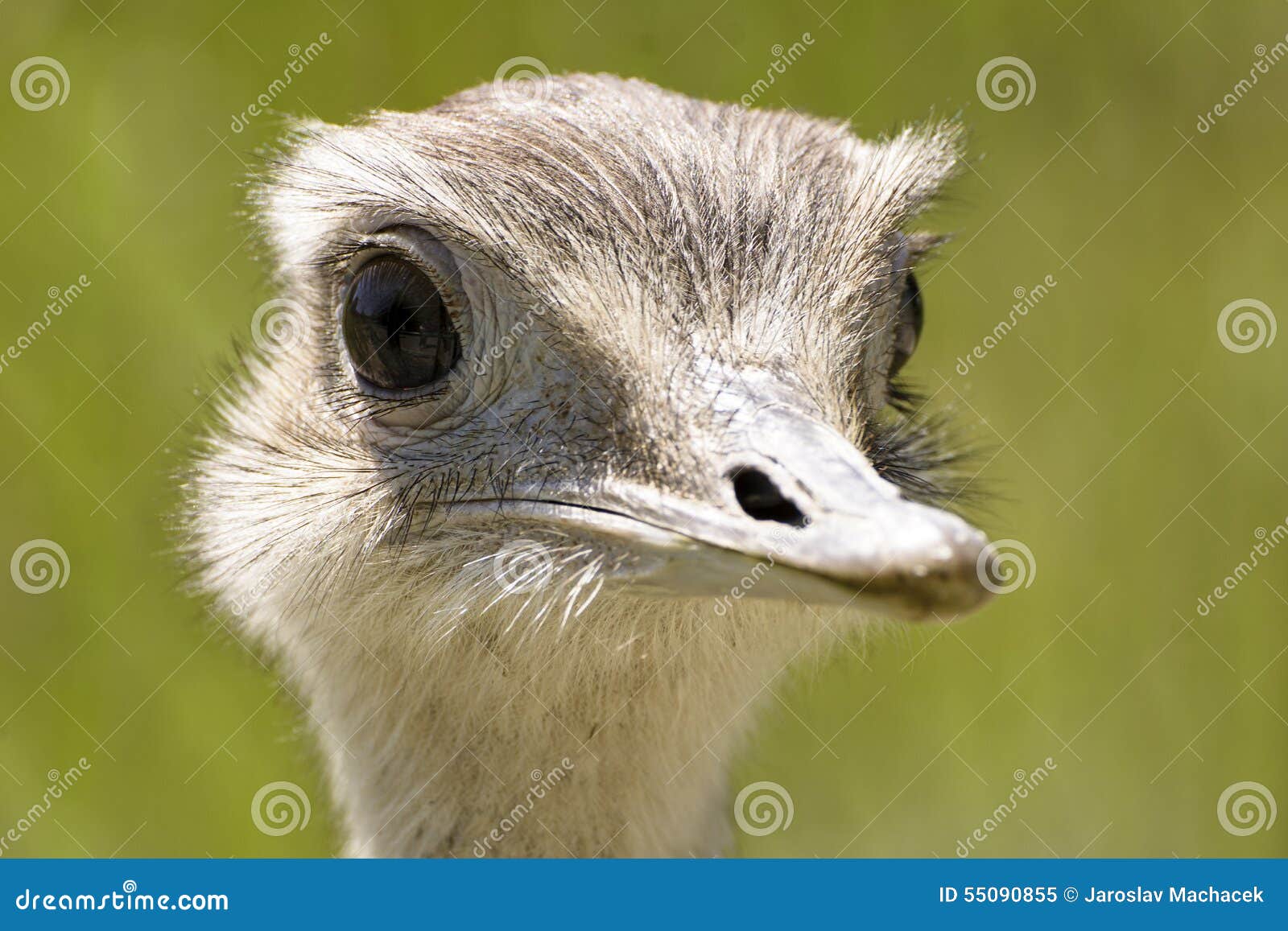 Head of Rhea stock image. Image of head, portrait, zoology - 55090855