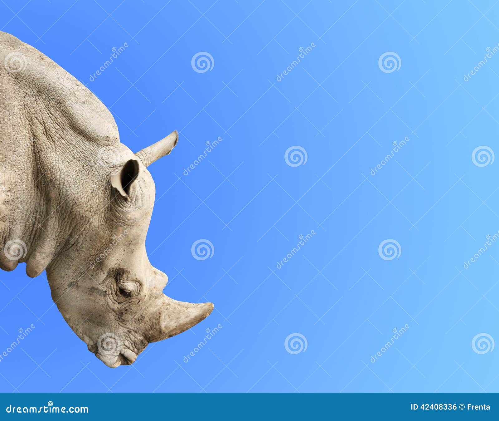 Head of rhinoceros stock photo. Image of close, great - 42408336