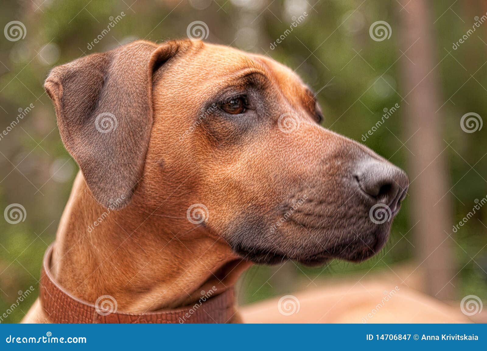 Head of the Rhodesian Ridgeback Stock Image - Image of friend, grand ...